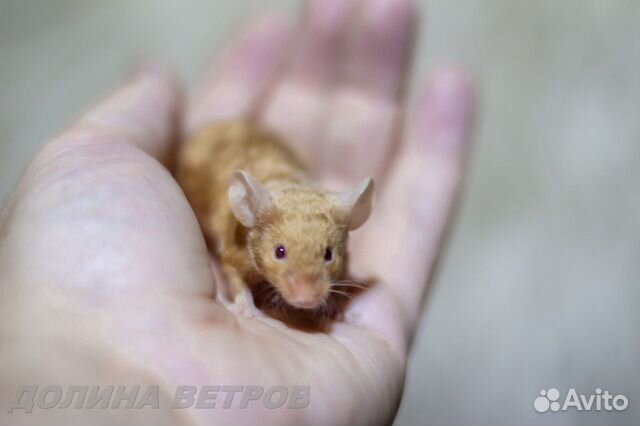 Мальчик сатин рекс мышка