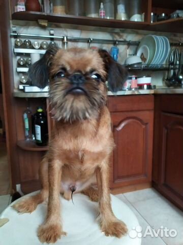 Брюссельский гриффон