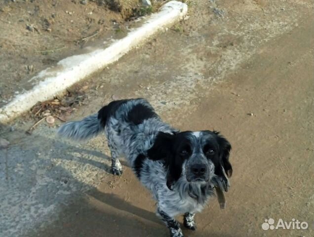 Спаниель ищет дом