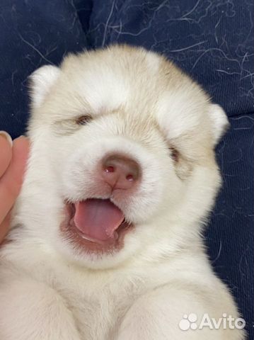 Сибирский хаски