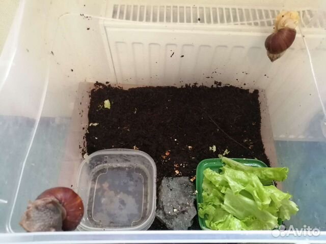 Улитки Ахетины