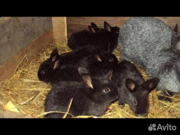 Крольчата полтавское серебро