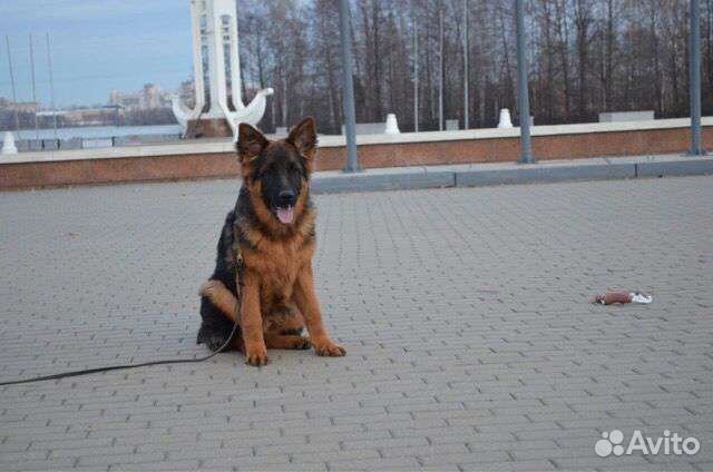 Подрощенный элитный щенок овчарки дш