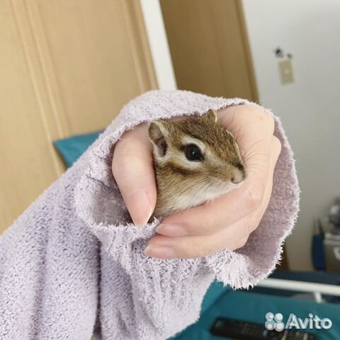 Бурундучата молодые