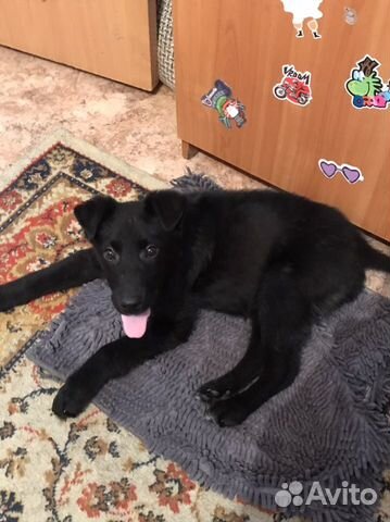 Собака в добрые руки щенок