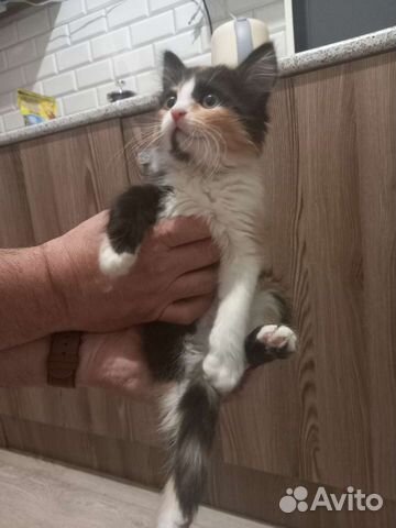 Кошка в добрые руки
