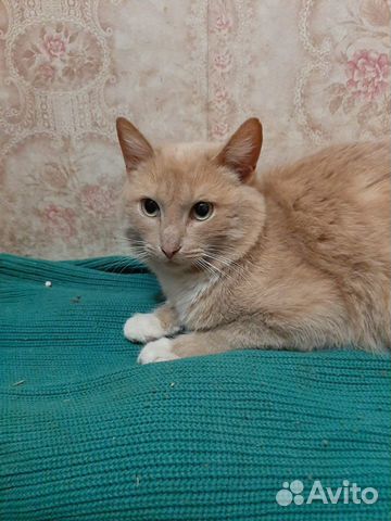 Котик персик