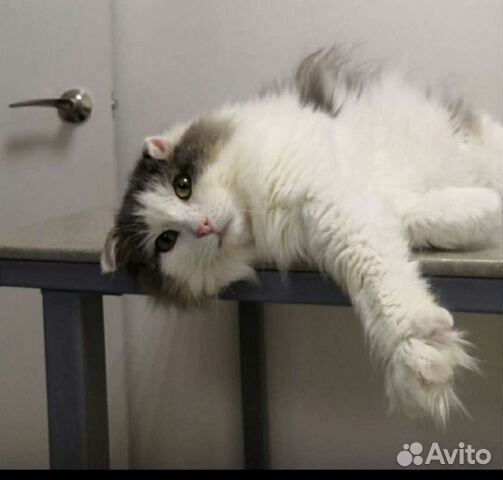 Кот Захар