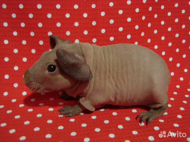 Морские свинки скинни