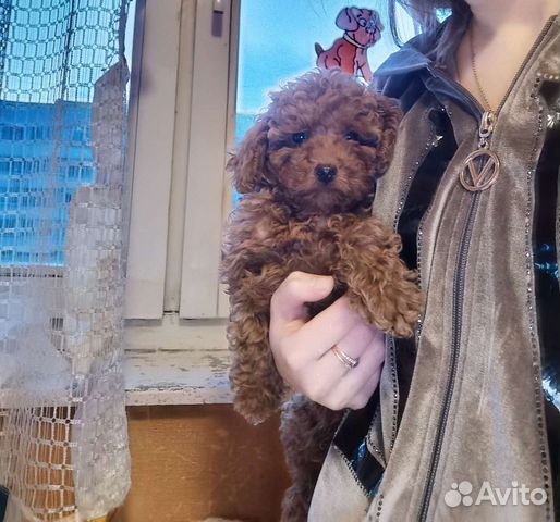 Кукляш мальтипу