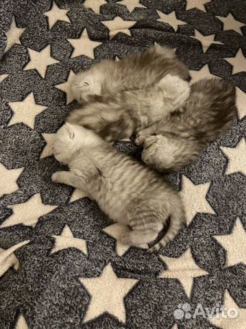 Британские котята шиншилла