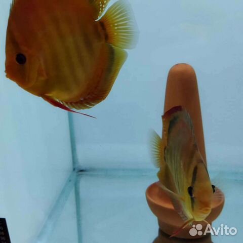 Живая рыба