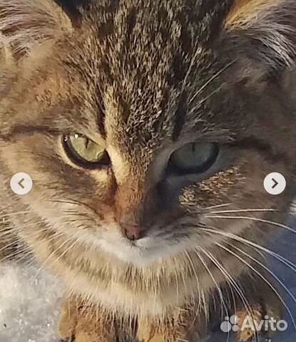 Котёнок колобочек тигровый