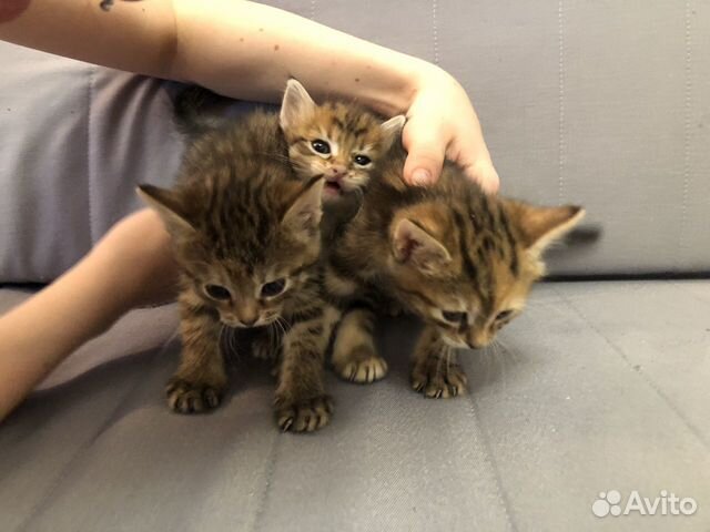 Домашние котята