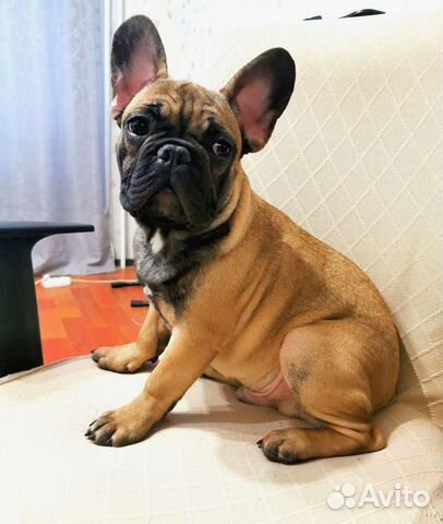 Сеньор Француз