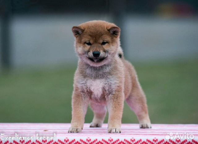 Сиба малышка