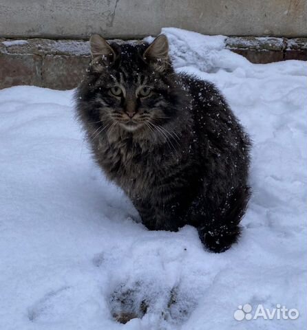 Котя красотун
