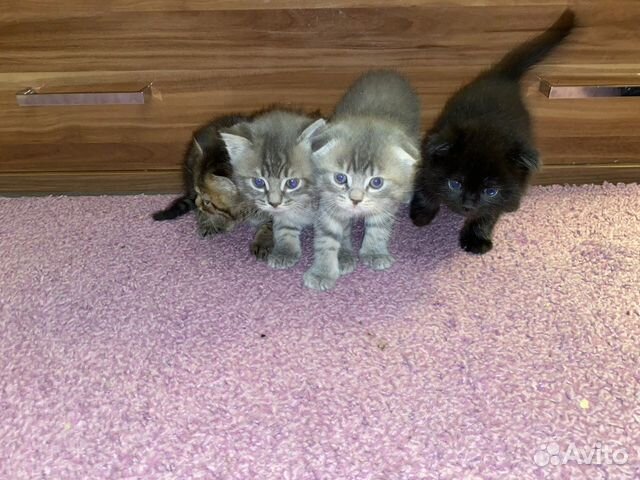 Шотландские котята