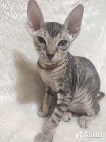 Донской сфинкс котята