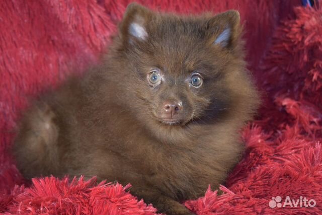 Шпиц - шоколад от шоколада и мерле