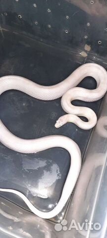 Маисовый полоз Snow