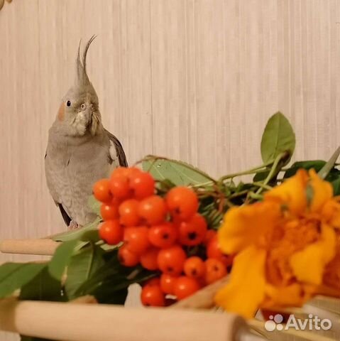 Пара попугаев корелл