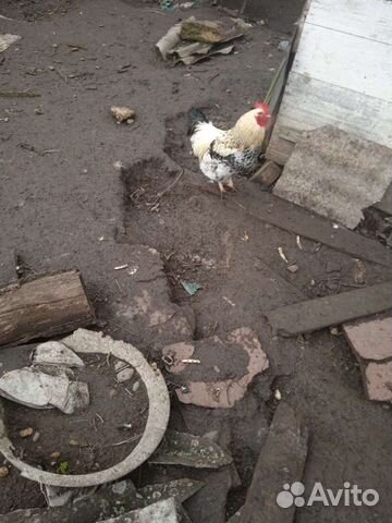 Индоутки и петухи