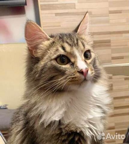 Котенок по имени Лёва, 6 месяцев