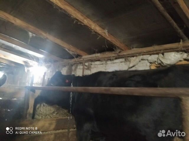 Короваи телка