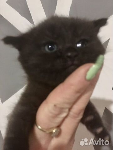 Шотландские котенок