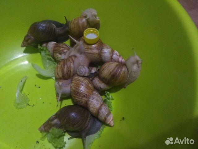 Улитки ахатины бесплатно