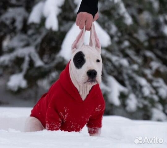 Аргентинский дог