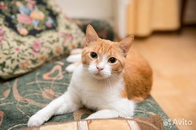 Ласковый котик Ося