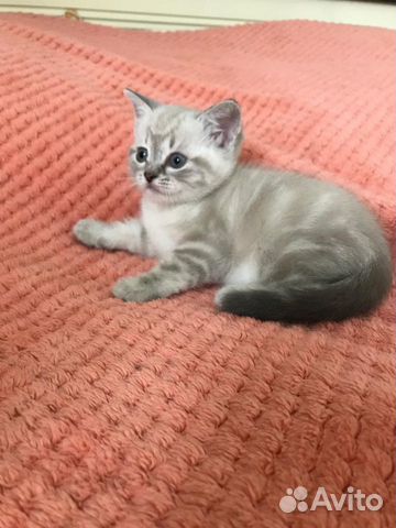 Котенок шотландской породы
