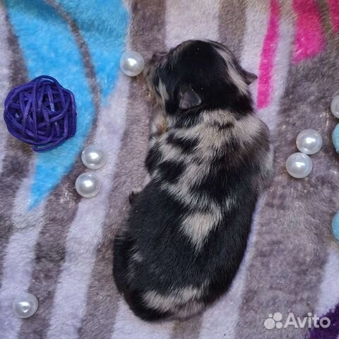 Эксклюзивные микро малыши голубой мраморный мерль