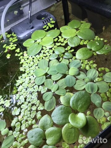 Верхоплавки аквариумные растения