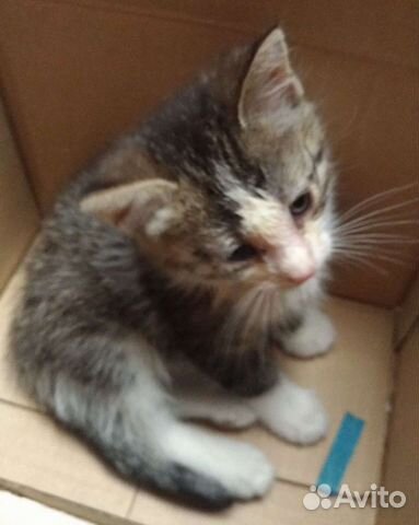 Отдаём очаровательного котёнка в добрые руки