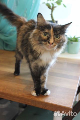 Эми трехцветная киска ищет дом 10 мес