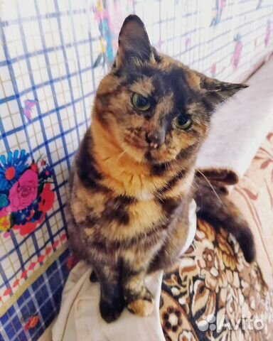 Трехцветная кошечка на счастье