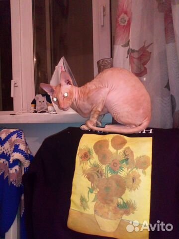 Кот корниш рекс