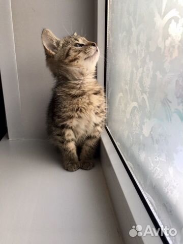 Котенок в дар. Особенная девочка