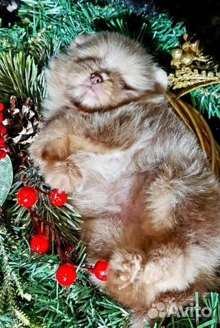 Цветные детки