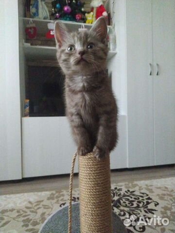 Британская кошечка