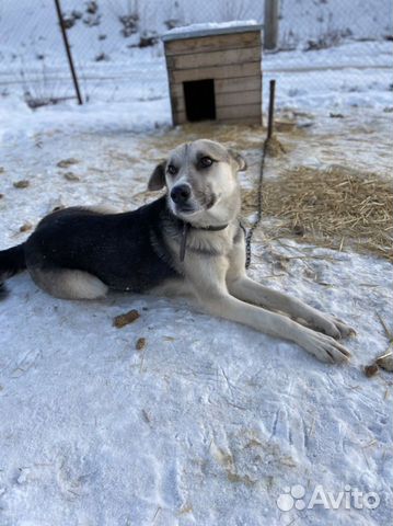 Собака в добрые руки
