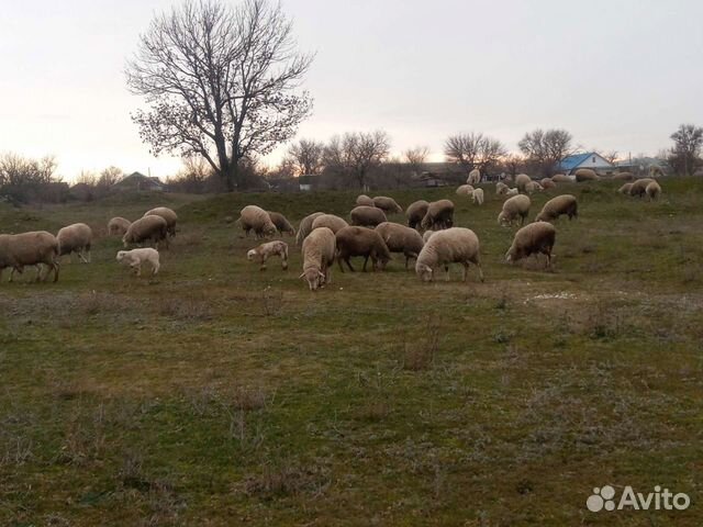 Продаются матки с ягнятами