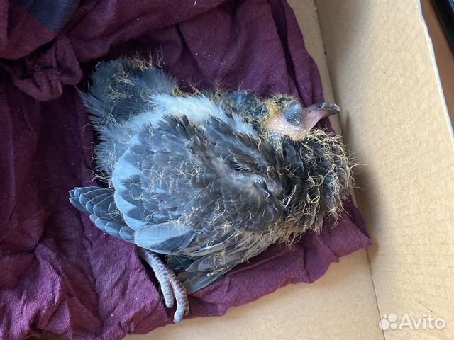 Птенец голубя