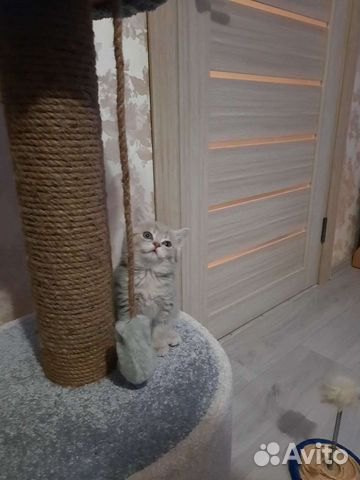 Британские котята