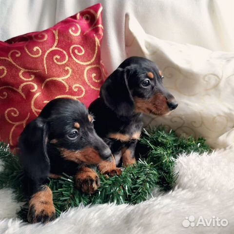 Кроличья жш такса