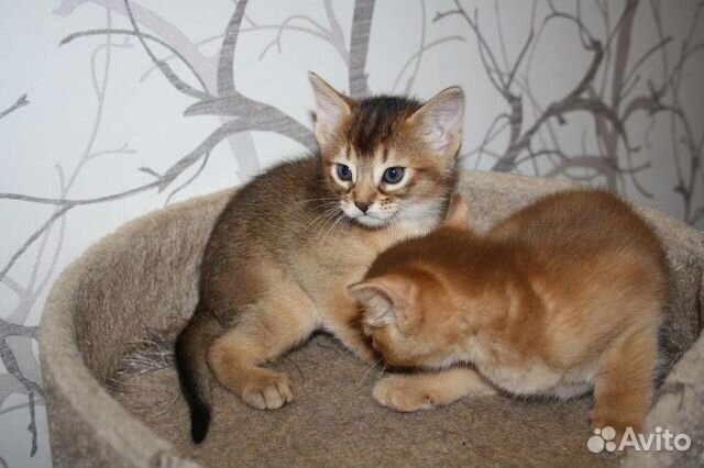 Сомалийские котята