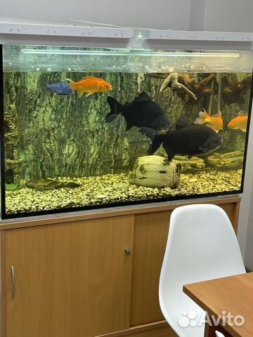 Аквариум на 500 литров